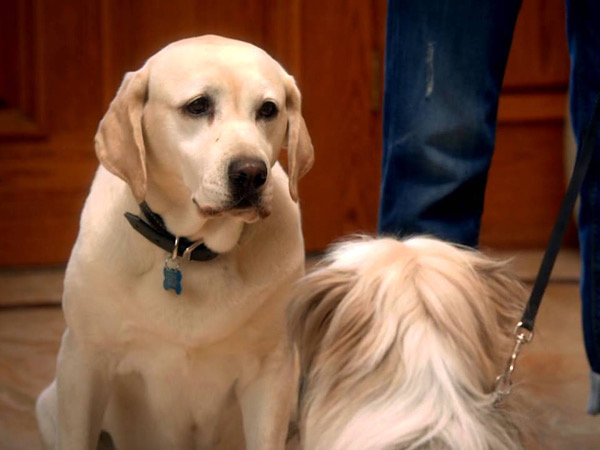 How many ‘Dog Who Saved’ movies are there? | It's A Stampede!