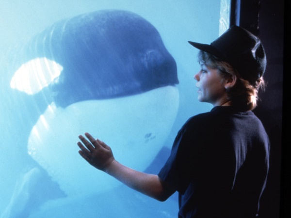 How many Free Willy movies are there? | It's A Stampede!