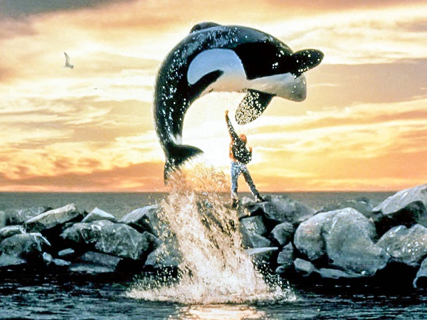 How many Free Willy movies are there? | It's A Stampede!