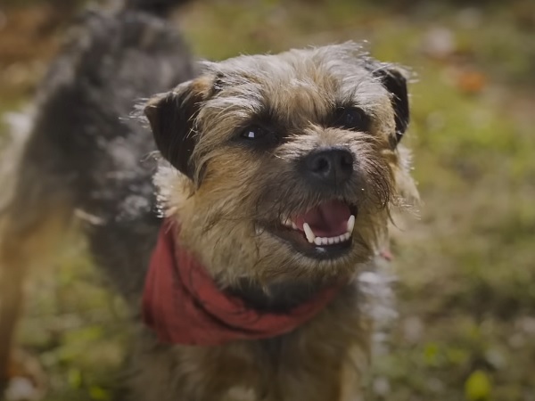 What is the age rating of Strays? | It's A Stampede!