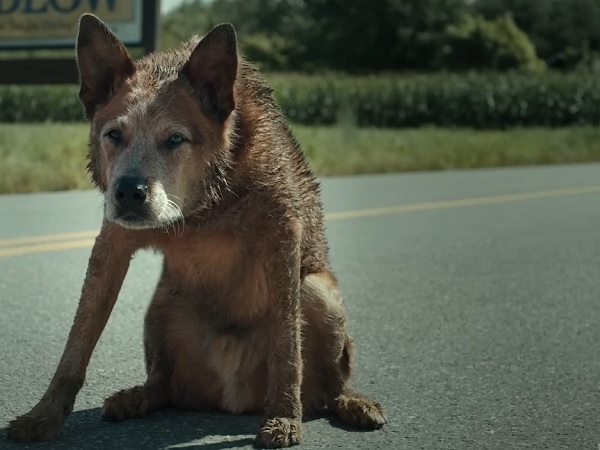 What is the age rating of Pet Sematary: Bloodlines? | It's A Stampede!