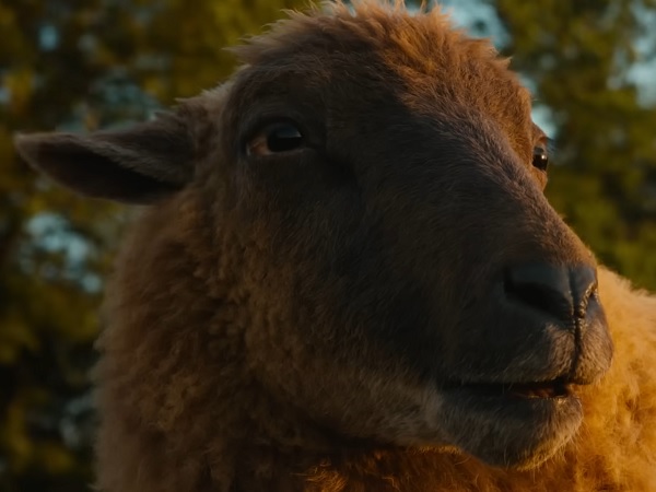 Is The Sheep Detectives suitable for a family? | It's A Stampede!